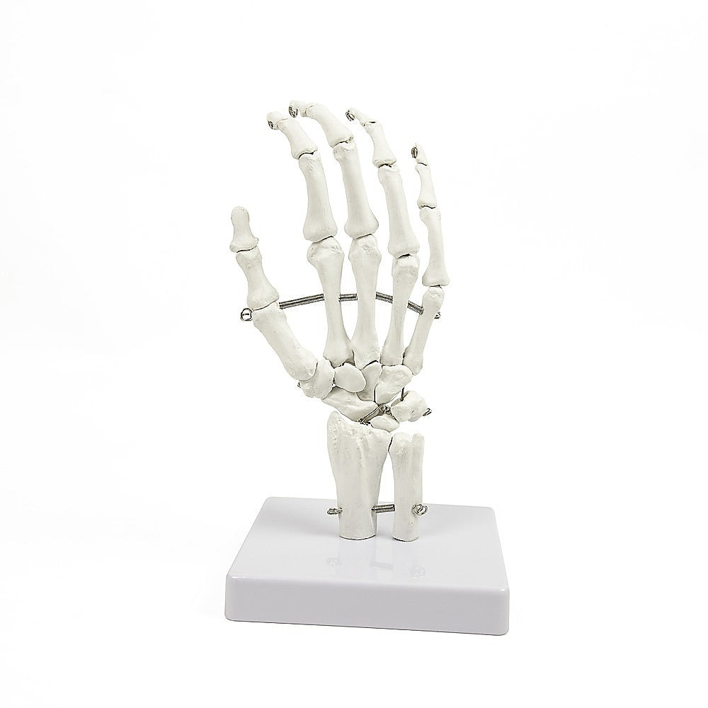 Detailed Anatomical Hand Model for Educational Exploration